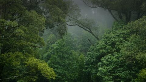 Natural Capital Protocol – Capitals Coalition